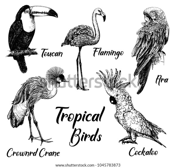 Set Hand Drawn Sketch Style Tropical Stock Vector (Royalty Free ...