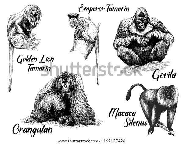 Set Hand Drawn Sketch Style Apes 스톡 벡터(로열티 프리) 1169137426