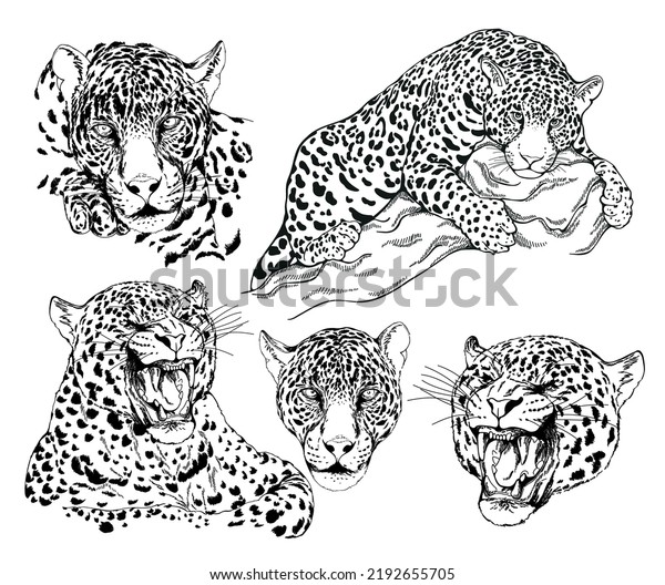 Set Hand Drawn Sketch Style Leopards Stock Vector (Royalty Free ...