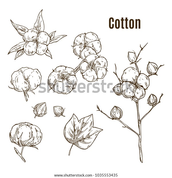 Set Hand Drawn Sketches Cotton Bud Stock Vector (Royalty Free ...
