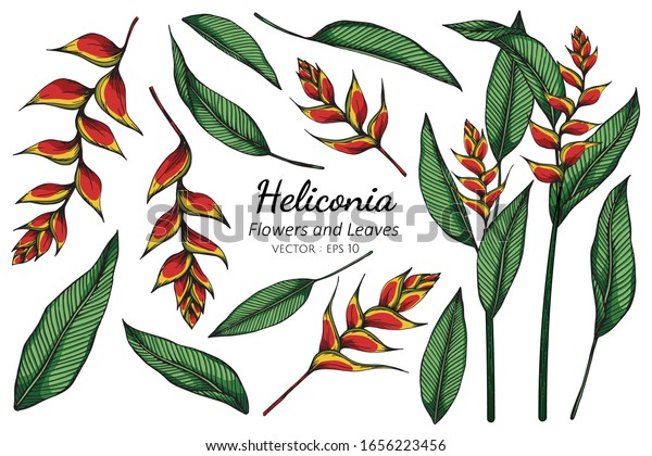 Set Heliconia Flower Leaf Drawing Illustration Stock Vector (Royalty ...