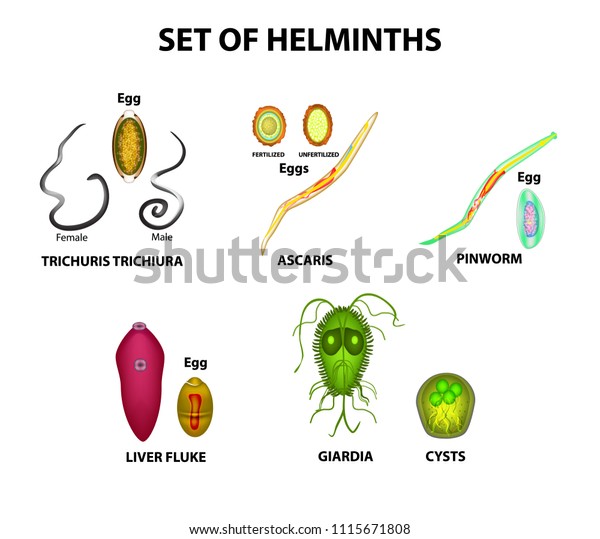 Set Helminths Their Eggs Worms Hepatic Stock Vector (Royalty Free ...