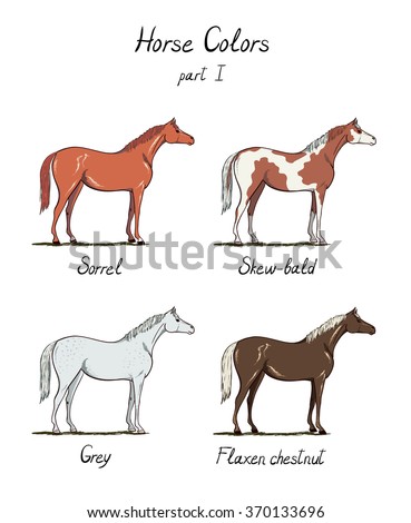 Set Horse Color Chart On White Stock Vector (Royalty Free) 370133696 ...