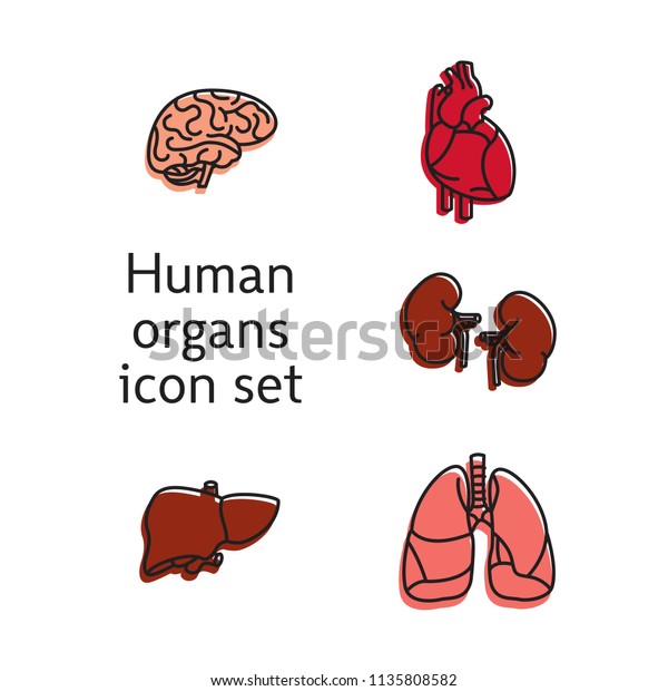 Set Human Internal Organs Line Icons Stock Vector (Royalty Free ...