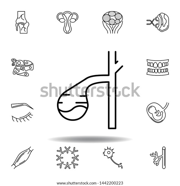 Set Human Organs Gallbladder Outline Icon Stock Vector (Royalty Free ...