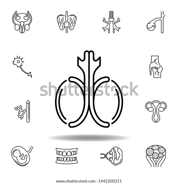 Set Human Organs Testicles Outline Icon Stock Vector (Royalty Free ...