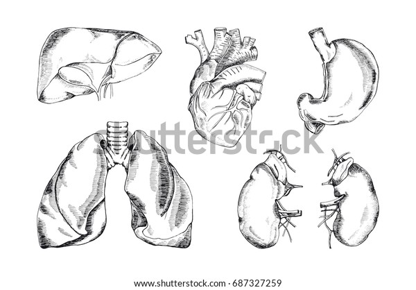 Organ pencil drawings : 1 145 images, photos et images vectorielles de ...