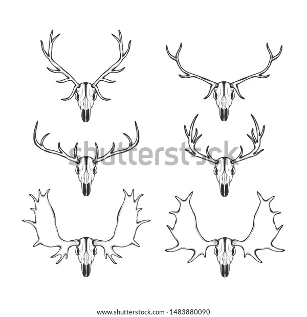 Set Hunter Trophy Horned Dear Skulls Stock Vector (Royalty Free ...