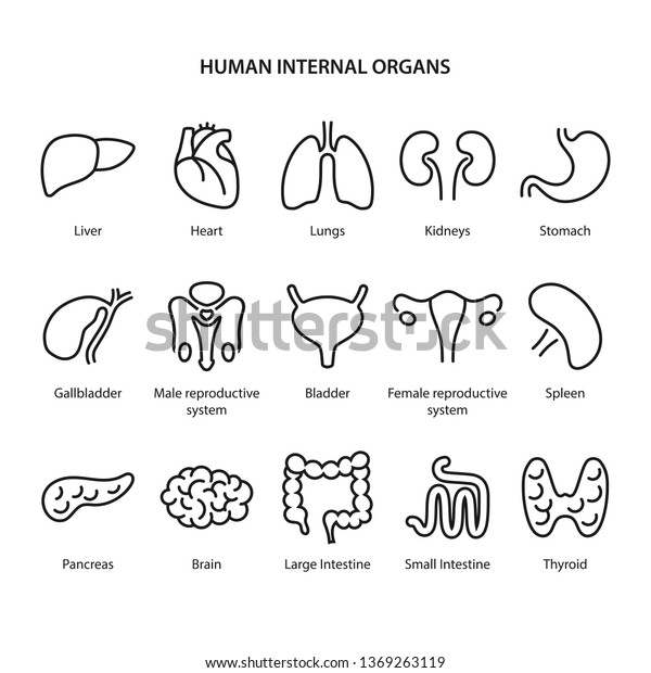 Set Icons Human Internal Organs Outline Stock Vector (Royalty Free ...
