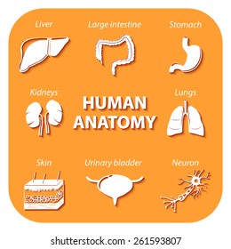 Set Icons Shadow Human Organs Cell Stock Vector (Royalty Free) 261593807