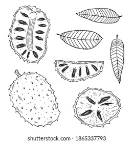 563 Soursop drawing Stock Illustrations, Images & Vectors | Shutterstock