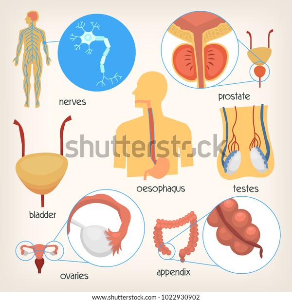 Set Images Main Human Body Organs Stock Vector (Royalty Free) 1022930902