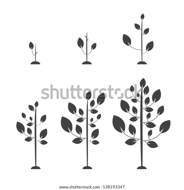 Set Images Trees Germ Big Tree: เวกเตอร์สต็อก (ปลอดค่าลิขสิทธิ์ ...