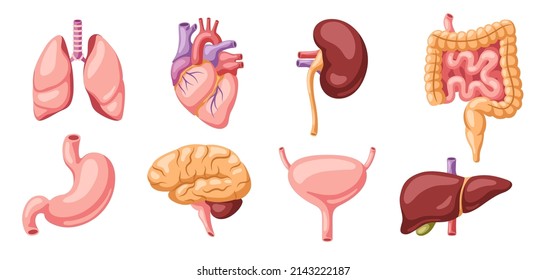 Vektor Stok Frame Internal Organs Human Body Anatomy (Tanpa Royalti ...
