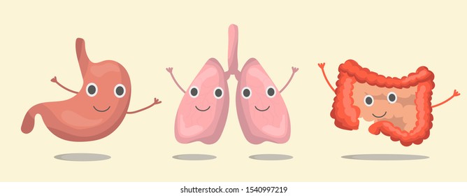 Set Internal Organs Stomach Lungs Intestines Stock Vector (Royalty Free ...