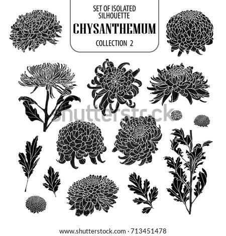 Mum Flower Drawing | Free download on ClipArtMag