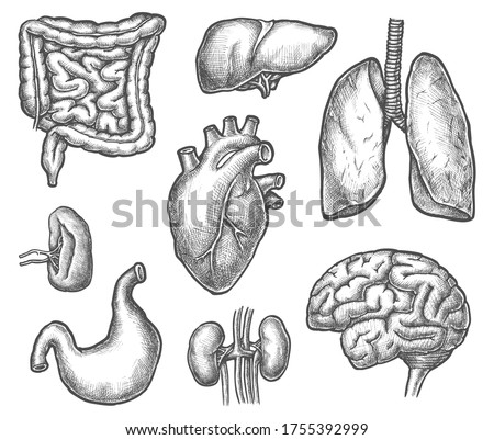 Human Organs Drawing | Free download on ClipArtMag