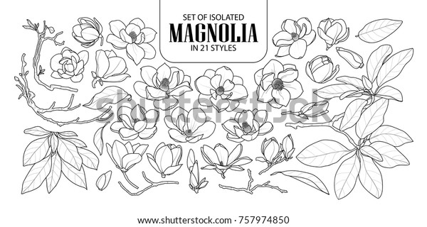 6,001 imágenes de Magnolia outline - Imágenes, fotos y vectores de ...