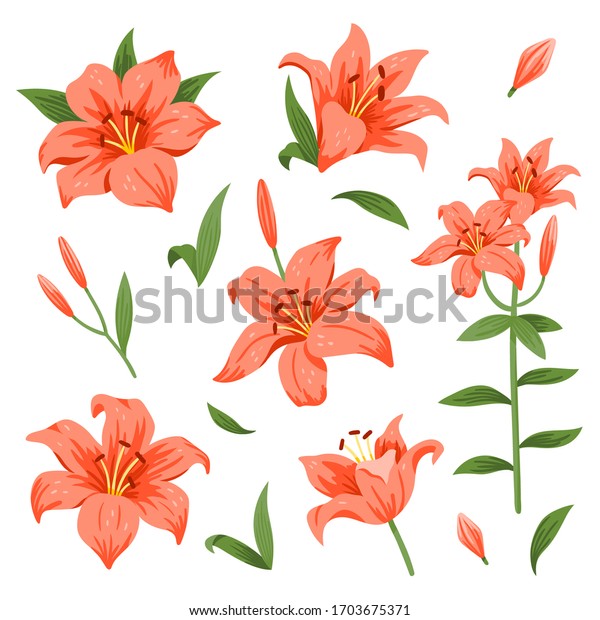 Set Isolated Red Lily Flowers Cute Stock Vector (Royalty Free ...