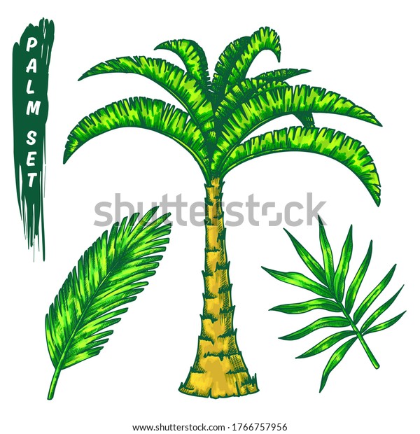 Set Isolated Royal Palm Tree Leaves Stock Vector (Royalty Free ...