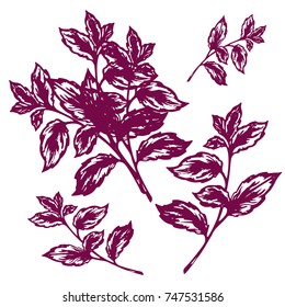 Set Leaves Basil Leaves Basilic Logo Stock Vector (Royalty Free) 747531586