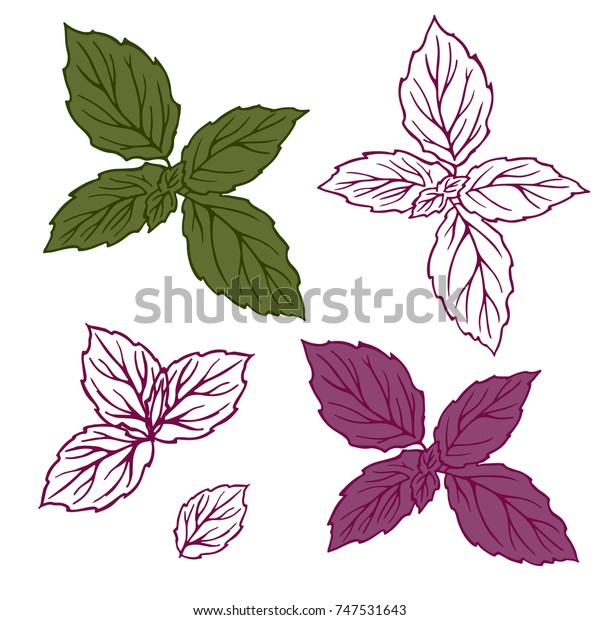 Set Leaves Basil Leaves Basilic Logo Stock Vector (Royalty Free) 747531643