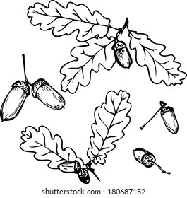 Set Line Drawing Branches Oak Leaves Stock Vector (Royalty Free ...