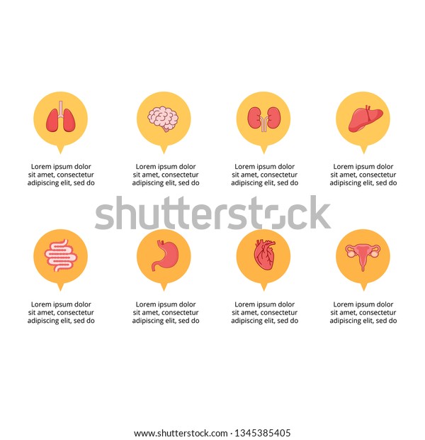 Set Medical Internal Organs Element Infographic: เวกเตอร์สต็อก (ปลอดค่า ...