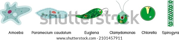 Set Microscopic Unicellular Organisms Protozoa Paramecium Stock Vector ...