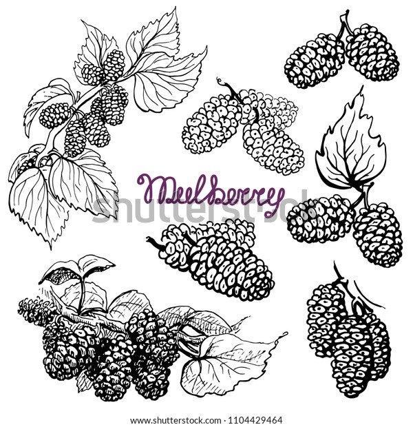 Set Mulberry Hand Drawn Sketch Graphics Stock Vector (Royalty Free ...