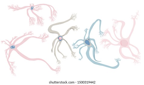 Axon Images, Stock Photos & Vectors | Shutterstock