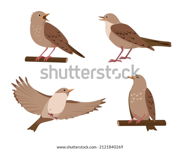417 Forest Nightingale Stock Vectors, Images & Vector Art | Shutterstock