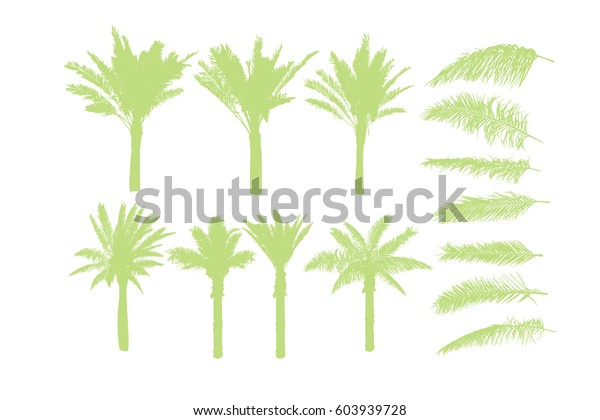 Set Object Tracing Palm Tree Vector Stock Vector (Royalty Free ...