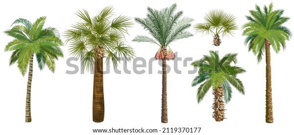 35,292 Dates Tree Stock Vectors, Images & Vector Art | Shutterstock