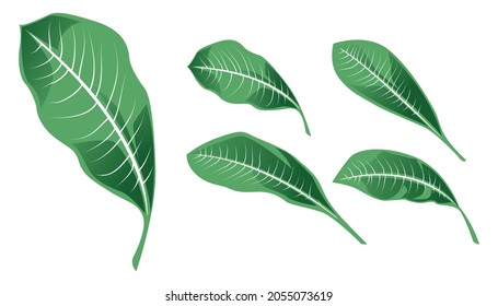 Set Pastel Leaf Vector Illustration Stock Vector (Royalty Free ...