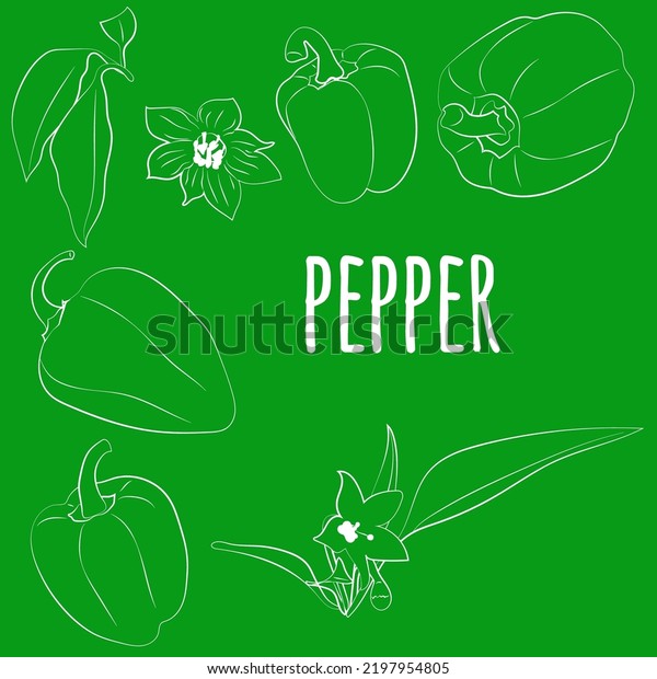 Set Peppers Leaves Flowers Linear Outline Stock Vector (Royalty Free ...