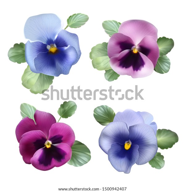 Set Pink Blue Violets Flowers Leaves Stock Vector (Royalty Free ...