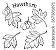 36,966 Hawthorn Tree Royalty-Free Images, Stock Photos & Pictures ...