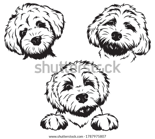 Conjunto de retratos de labradoodle. Colección de cabezas vectoriales ...