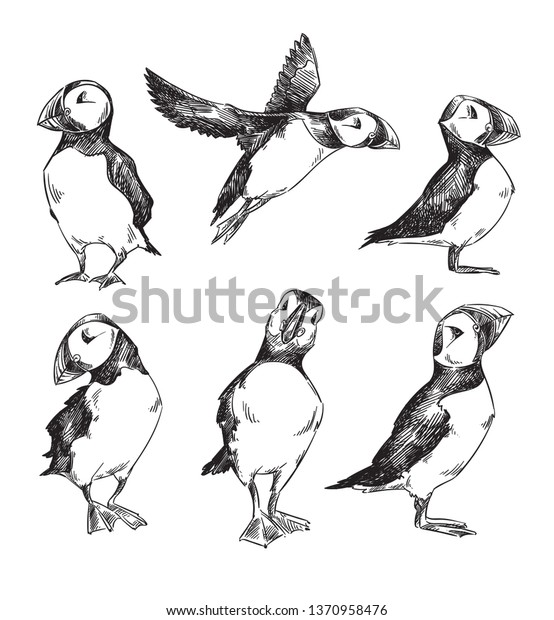 Set Puffins Drawings Vector Sketch Isolated Stock Vector (Royalty Free ...