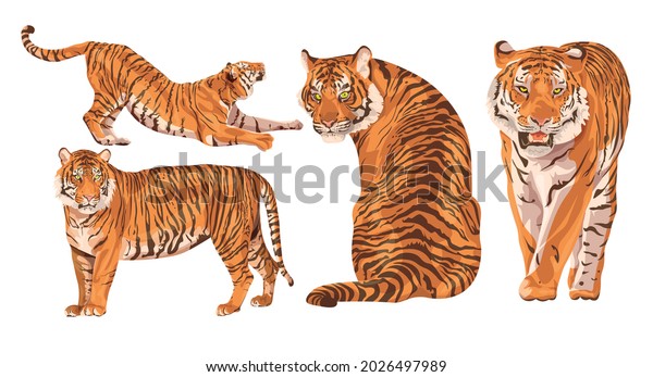 Set Realistic Amur Tigers Different Poses 库存矢量图（免版税）2026497989
