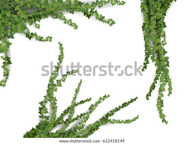 Set of realistic vector ivy plant isolated on white background. Floral ...