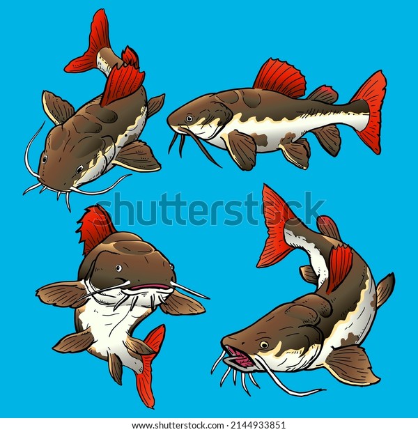 Set Red Tail Catfish Premium Vector Stock Vector (Royalty Free ...