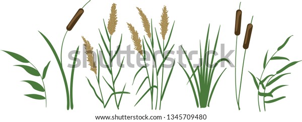 9,118 Reed Grasses Illustration Images, Stock Photos & Vectors ...