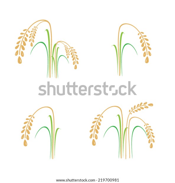 Set Rice Design On White Background Stock Vector (Royalty Free ...