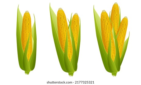 5,679 White maize cob Stock Vectors, Images & Vector Art | Shutterstock