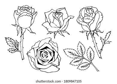 Set Rose Ring Sketches Roses Flowers Stock Vector (Royalty Free ...