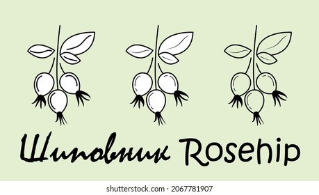 613 Rosehips logo Images, Stock Photos & Vectors | Shutterstock