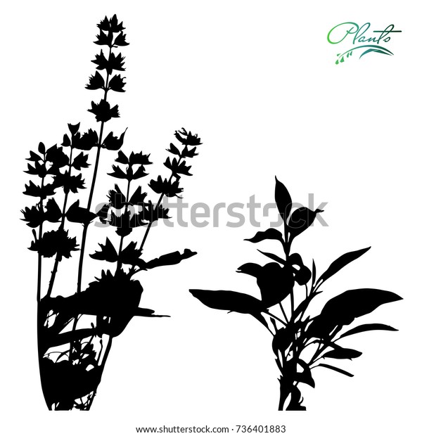Set Sage Flowers On Stems Leaves Stock Vector (Royalty Free) 736401883
