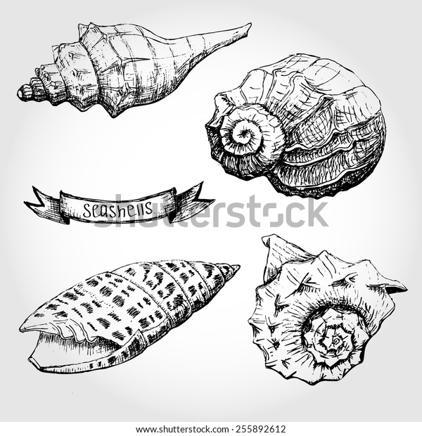 Set Seashells Hand Drawing Sketch Vector Stock Vector (Royalty Free ...
